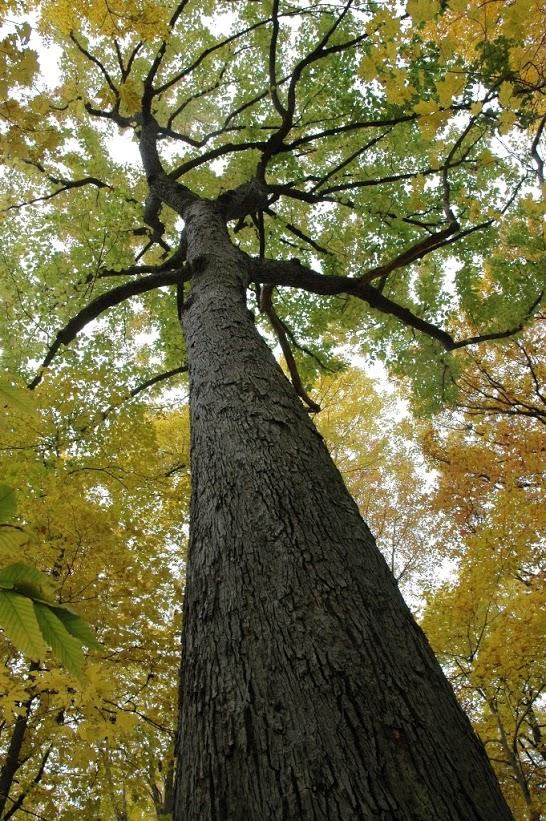 Acorn of Truth | Green Bay Trail