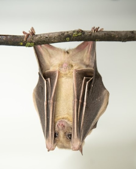 Incredible Bats | Green Bay Trail