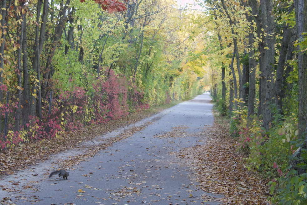 Hopping Along | Green Bay Trail