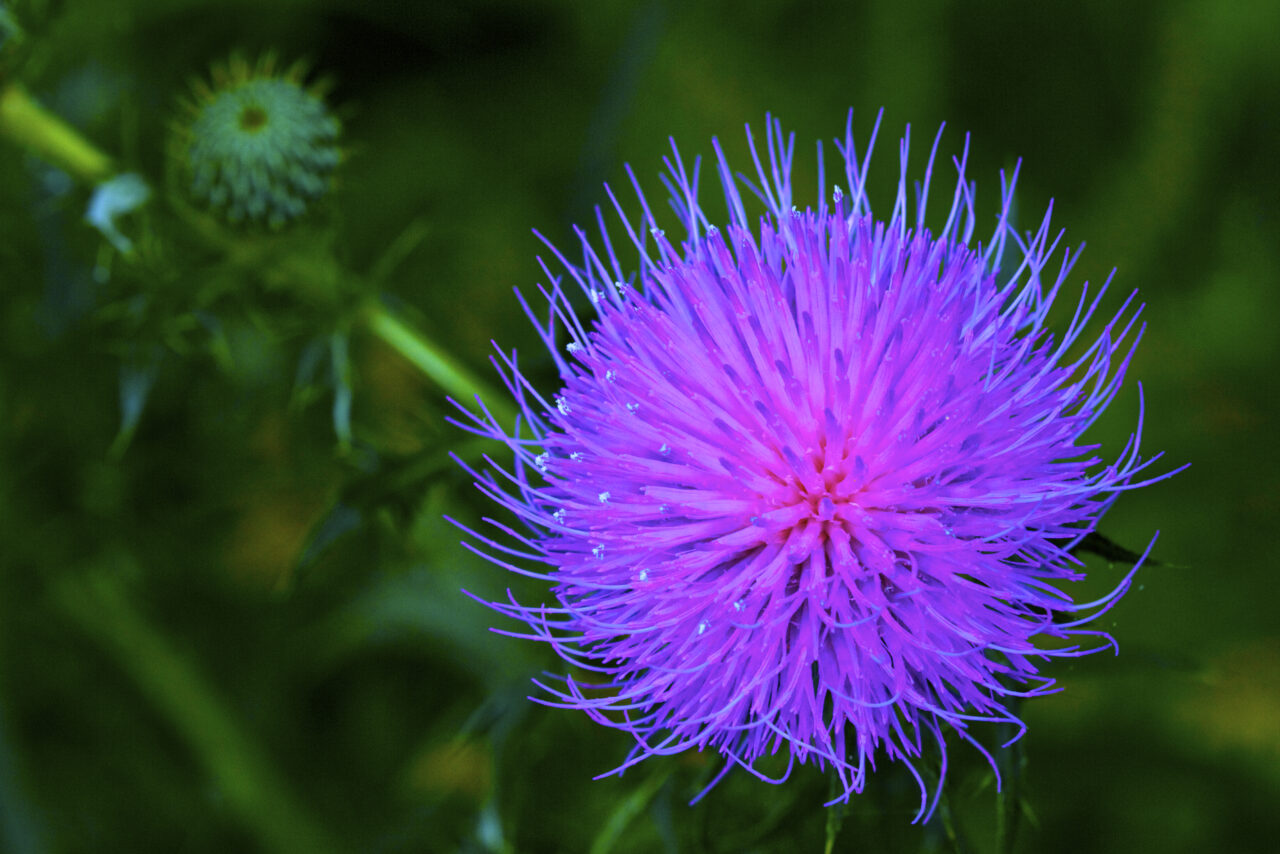 Red Thistle | Green Bay Trail